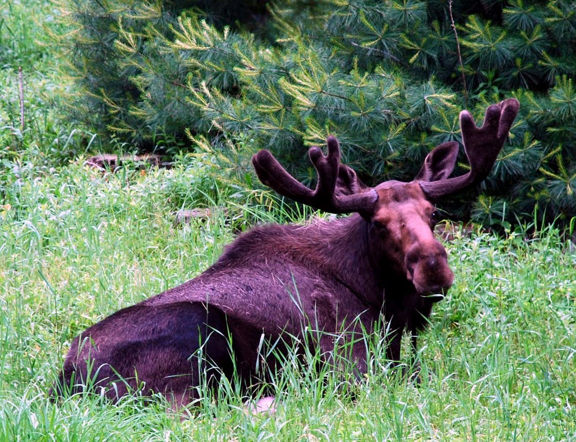 Online Application Open for 2013 Maine Moose Permit Lottery