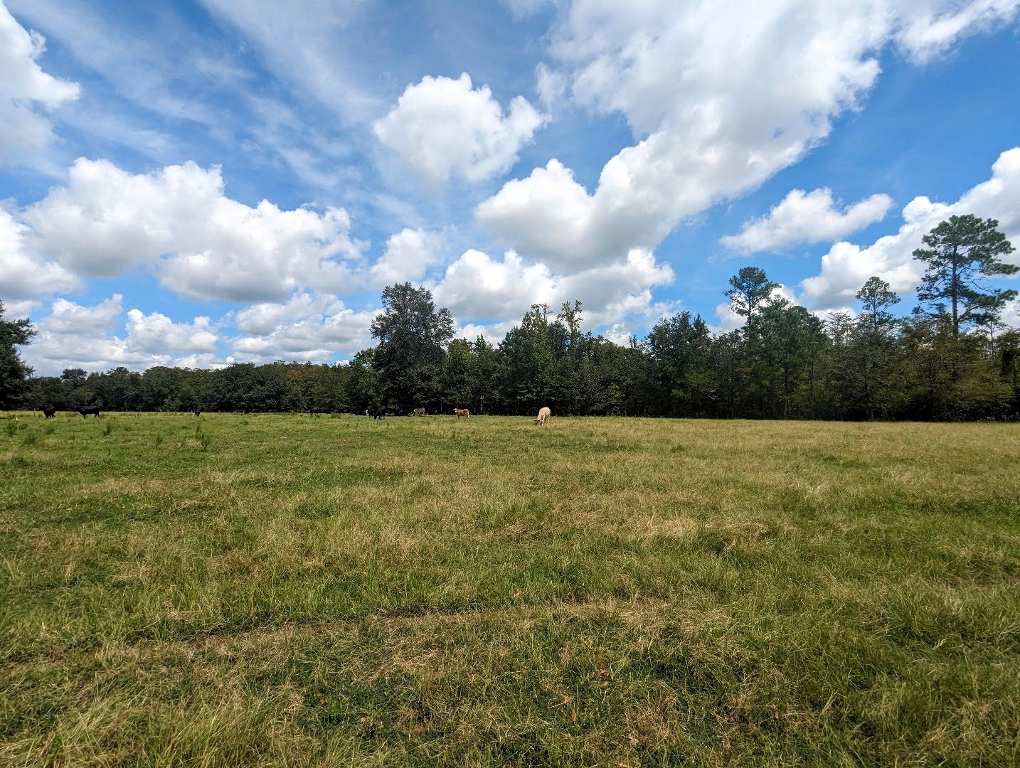 Commissioner Wilton Simpson Announces Preservation of 2,200-Acre Kip ...