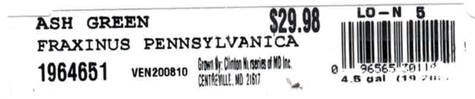 Public Help Sought Locating Ash Trees Sold at Maine Lowe's Stores