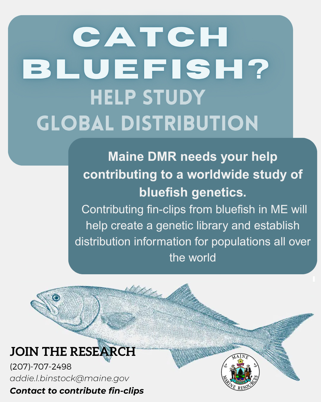 Fishing for Bluefish? You Can Contribute to a Global Genetics Study