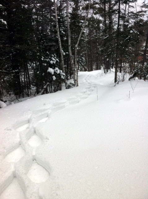Enjoy a snowshoe hike at Carp River Forge Historic Site Feb. 1