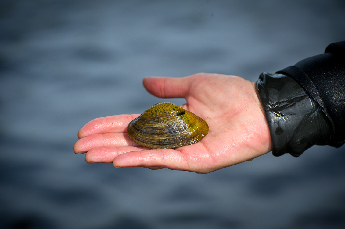 Relocation of endangered mussels will allow for dam removal on Grand River