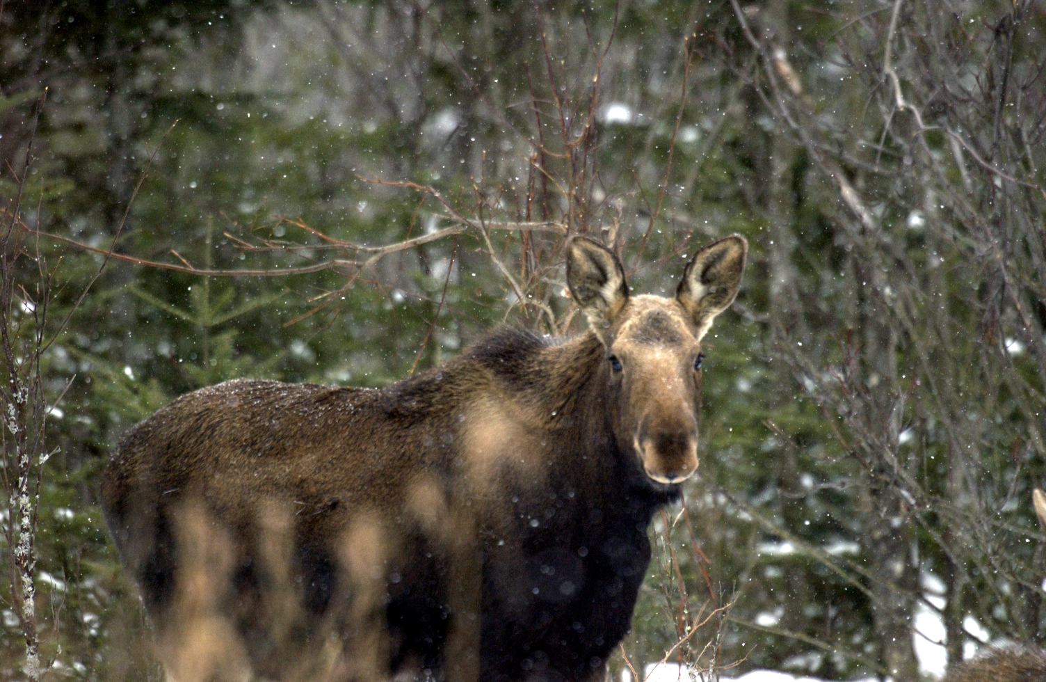 DNR asks public to report moose observations online
