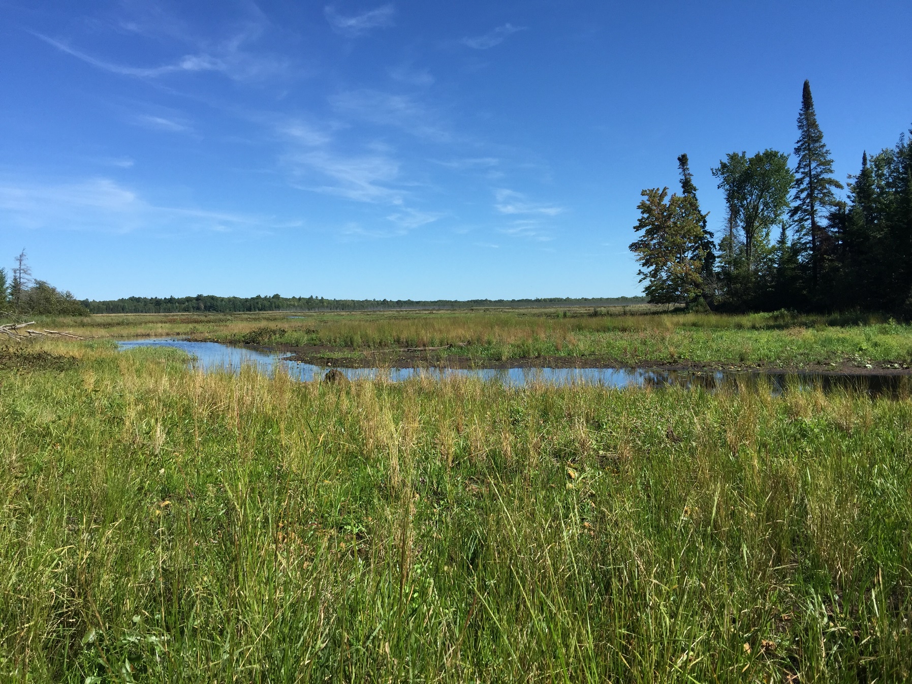 Need a new place to duck hunt? Check out Little Mud Lake Flooding
