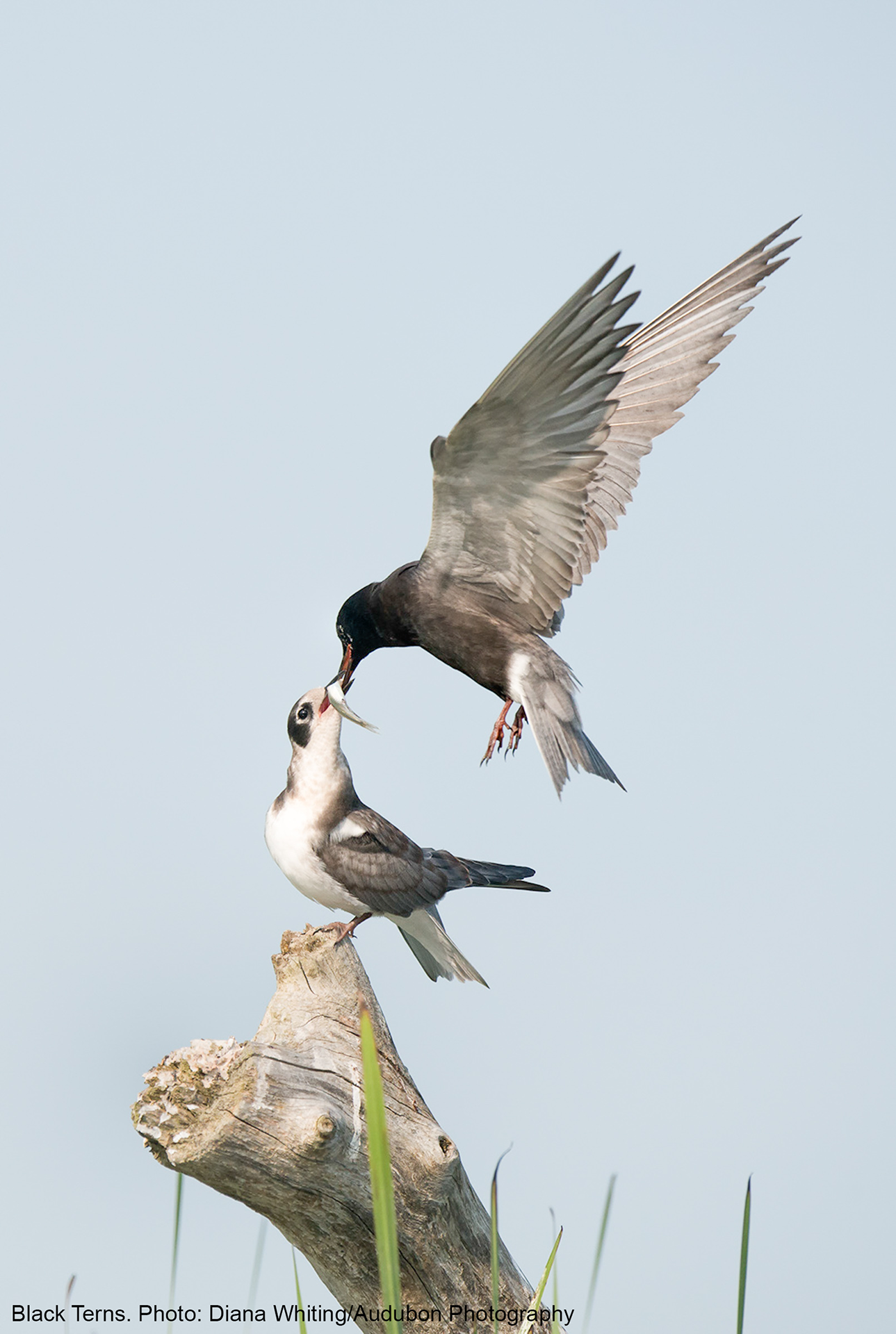 Upcoming MI Birds guided bird walks near you