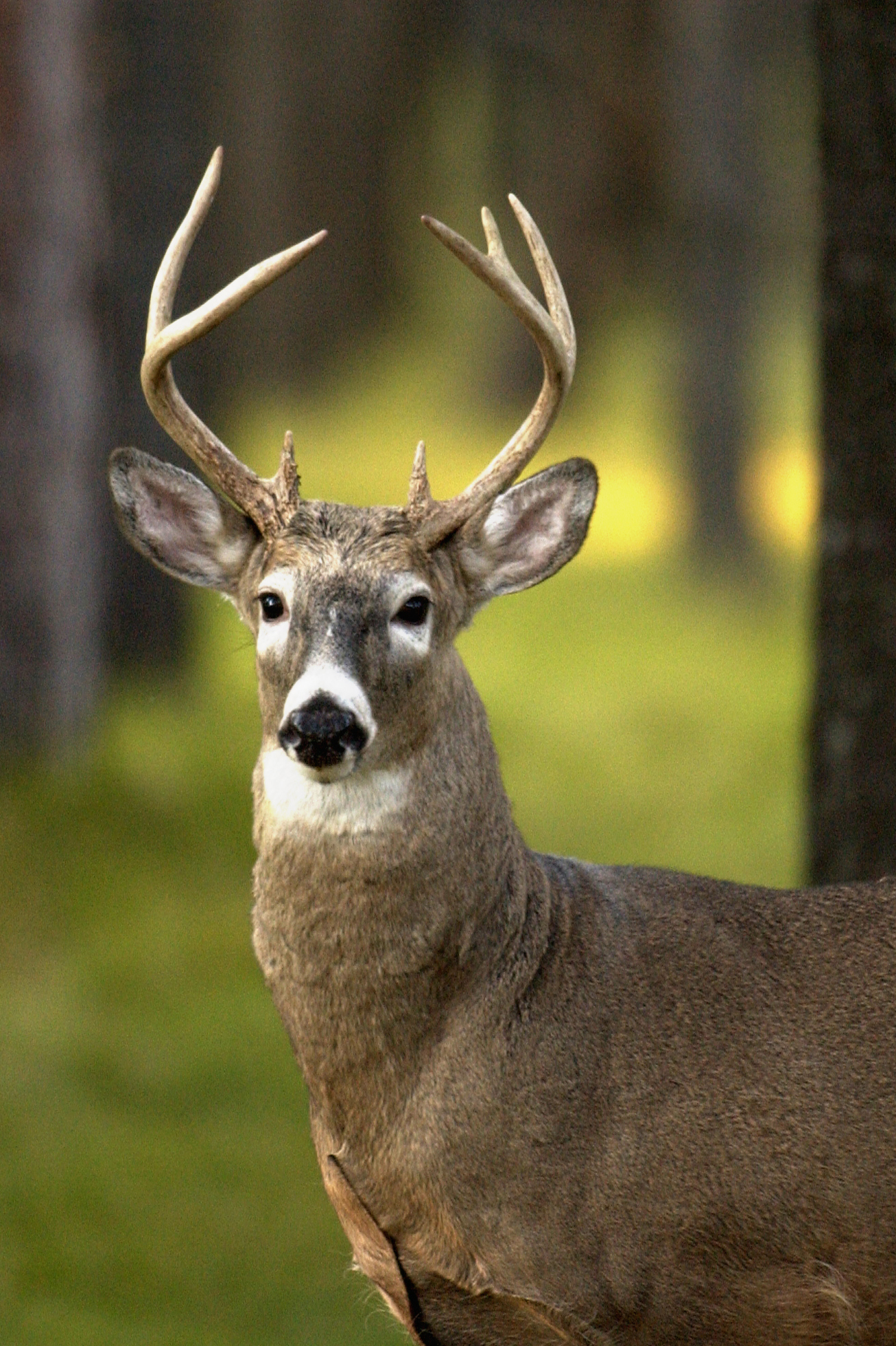 Showcasing the DNR: 2023 Michigan deer hunting preview