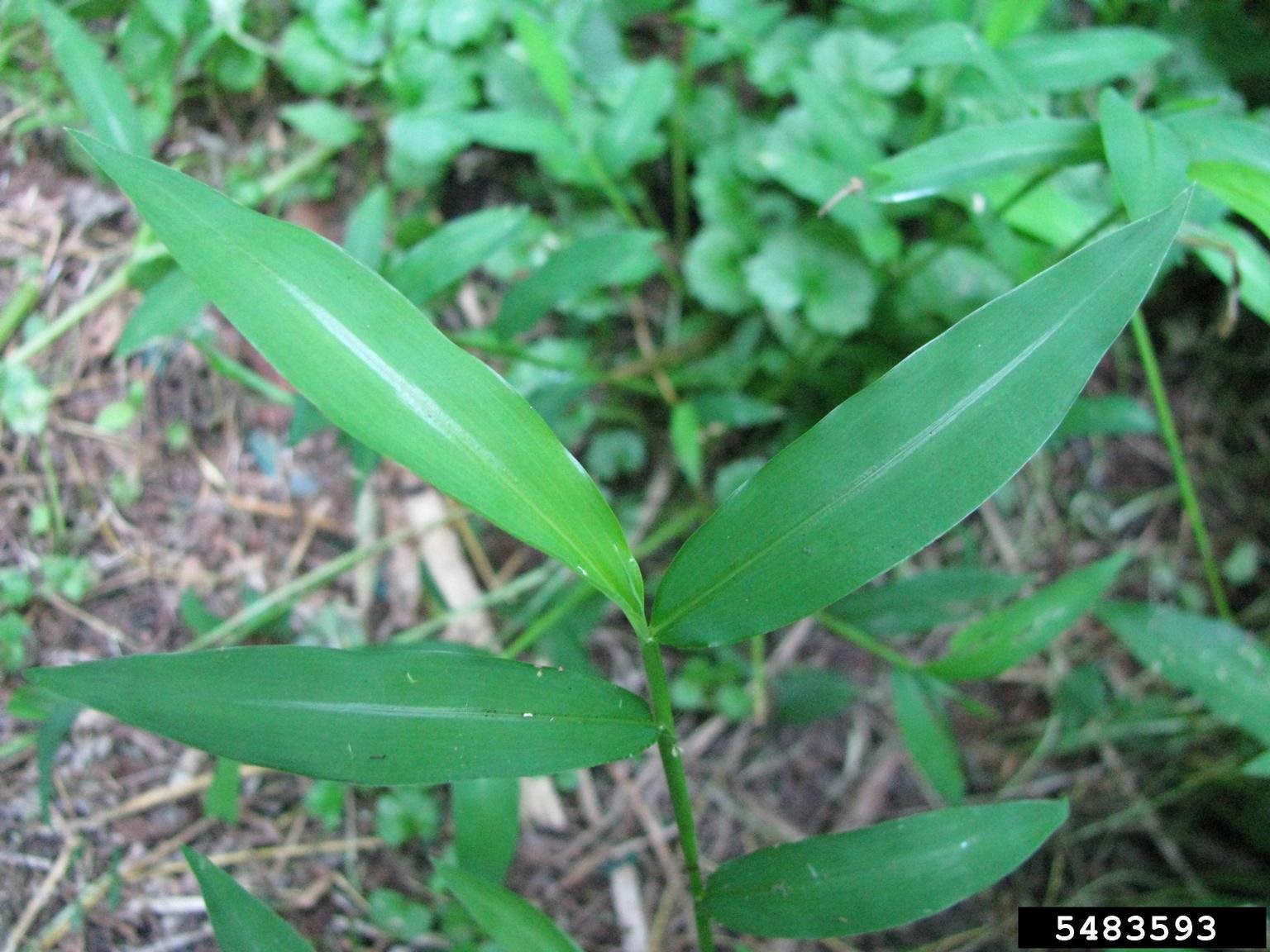Invasive stiltgrass cropping up around southern Michigan