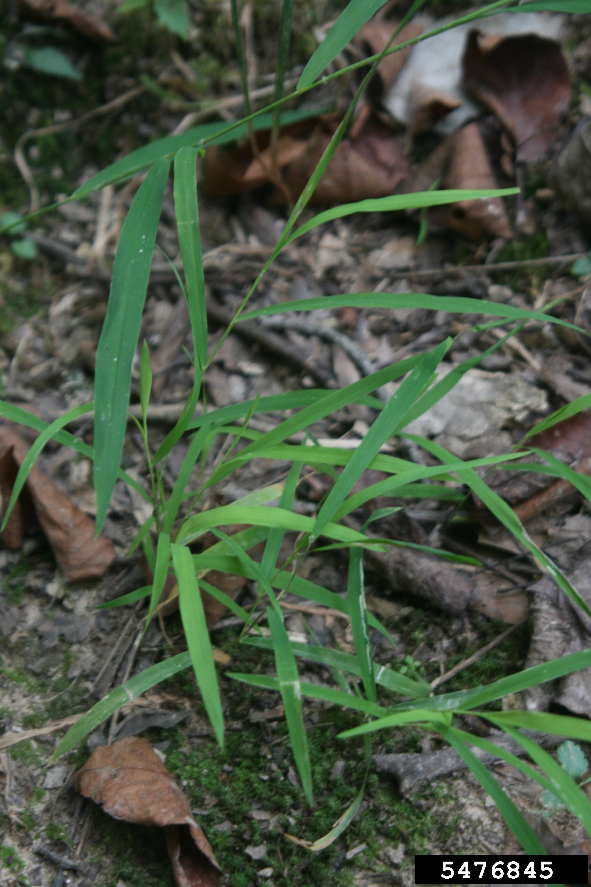 Invasive stiltgrass cropping up around southern Michigan