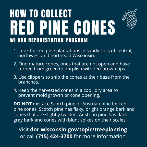 Help The Reforestation Program Collect Red Pine Seed