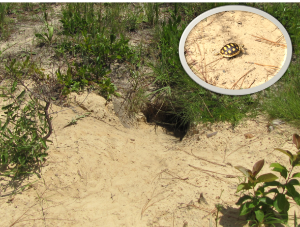 Wildlife and Conservation News | August 2019