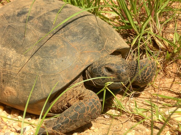 Wildlife and Conservation News | February 2021