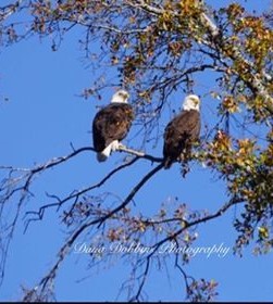 SOAR WITH US! Eagle Awareness 2022