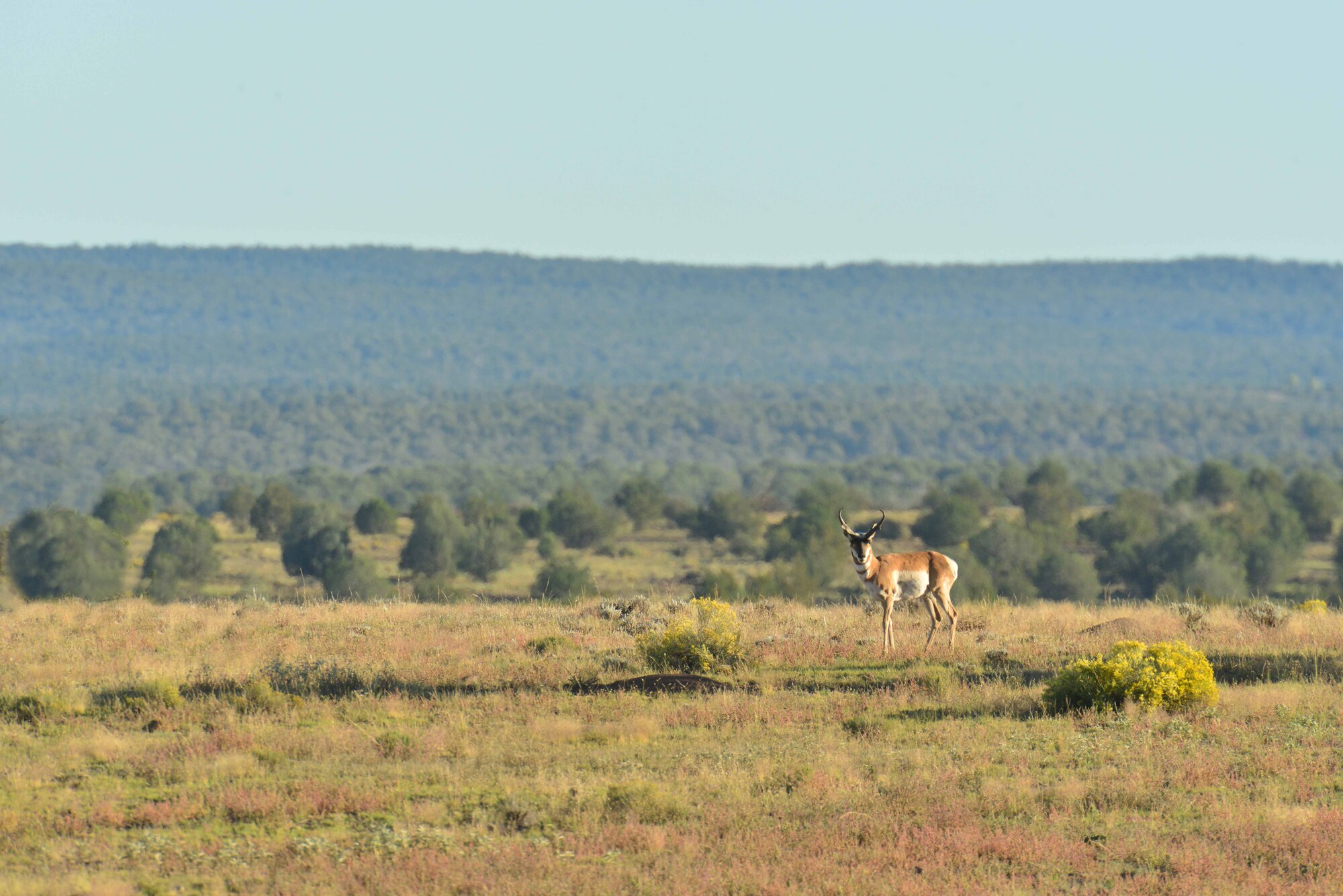 AZGFD, partners secure more than $24 million dollars for conservation