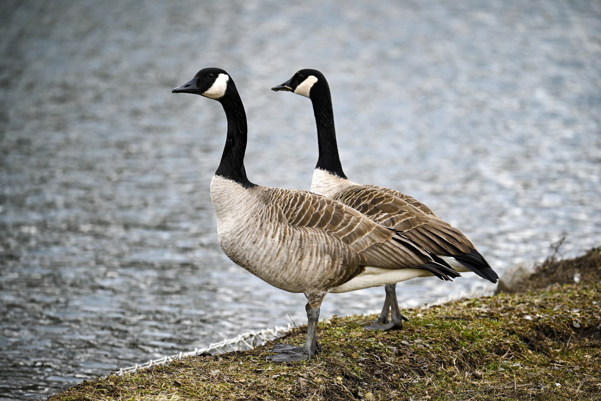 AZGFD issues precautions during avian influenza outbreak