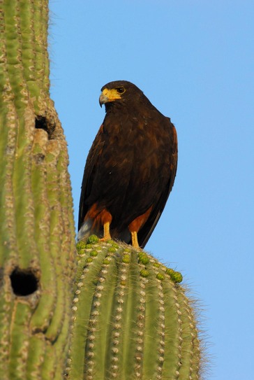 Wild+Life: For people who care about Arizona's wildlife