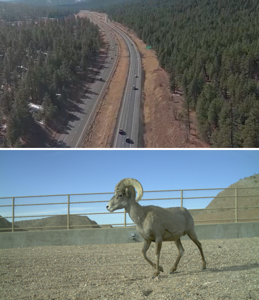 Work to start on I-17 wildlife overpass south of Flagstaff