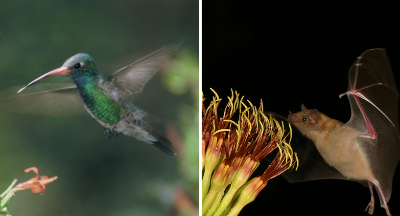 AZGFD joins in celebration of Pollinator Week, June 16-22