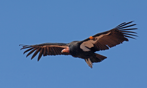 Five endangered California condors set for release on Public Lands Day