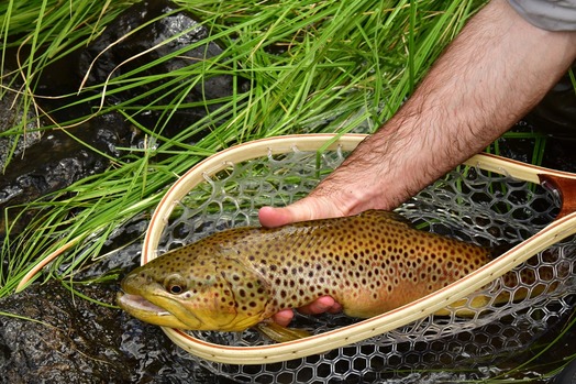 See stunning fly-fishing films this Sunday at 19th Annual Fly Fishing ...