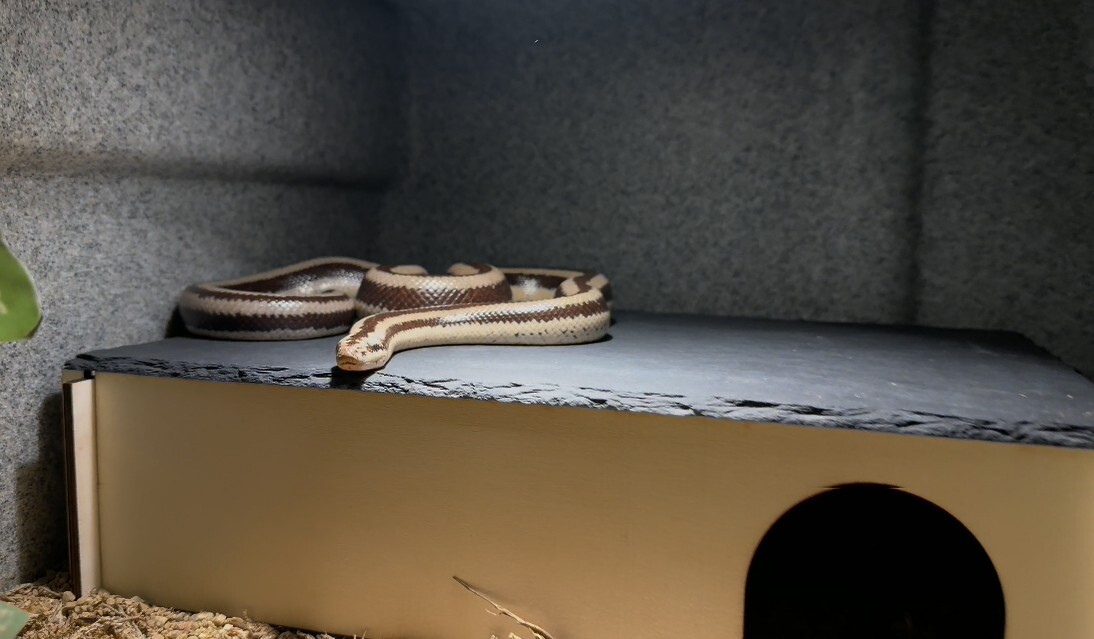Wild+Life: For people who care about Arizona's wildlife