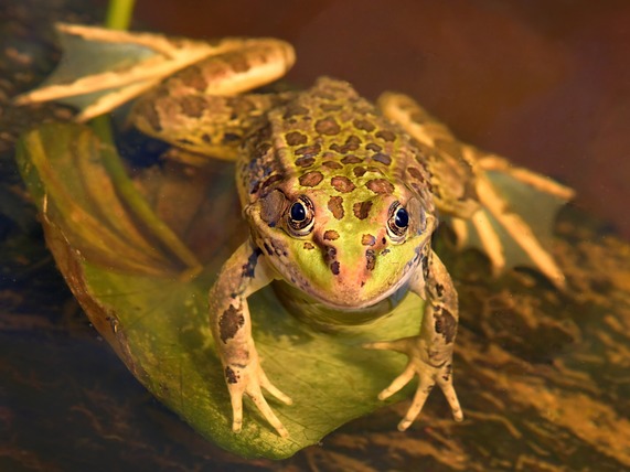 Wild+Life: For people who care about Arizona's wildlife