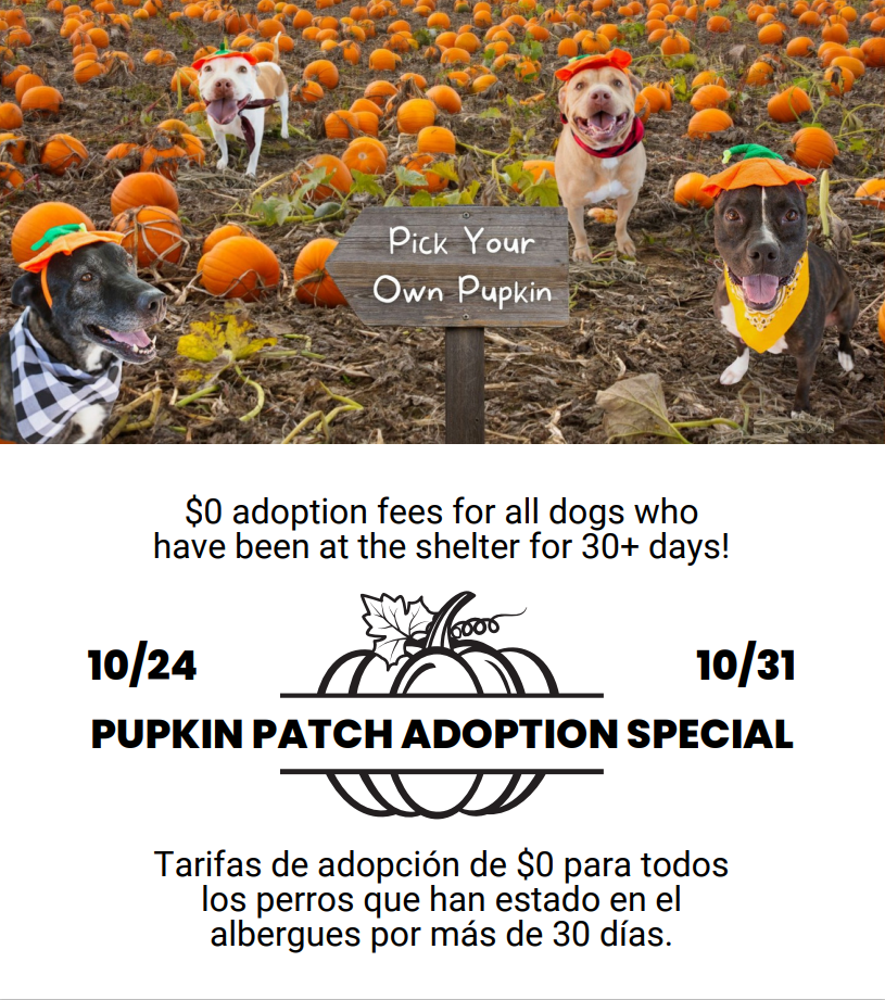 Pupkin Patch $0 Adoption Event Starts Today!
