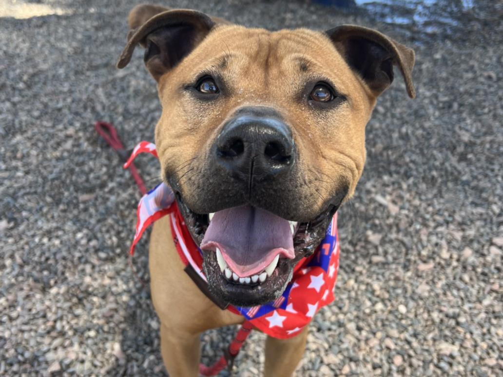 Animal Care Monthly Pupdate