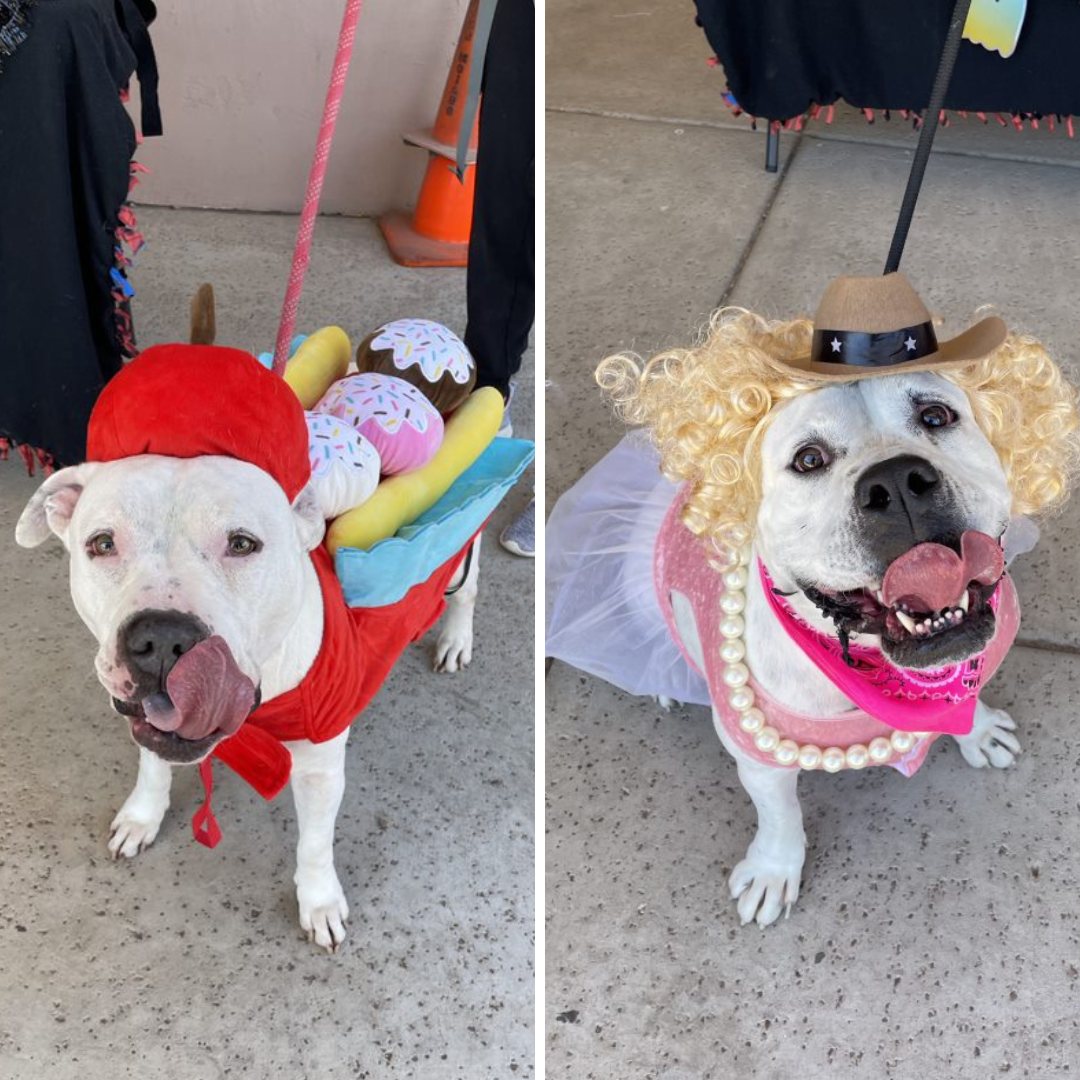 ACC Monthly Pupdate