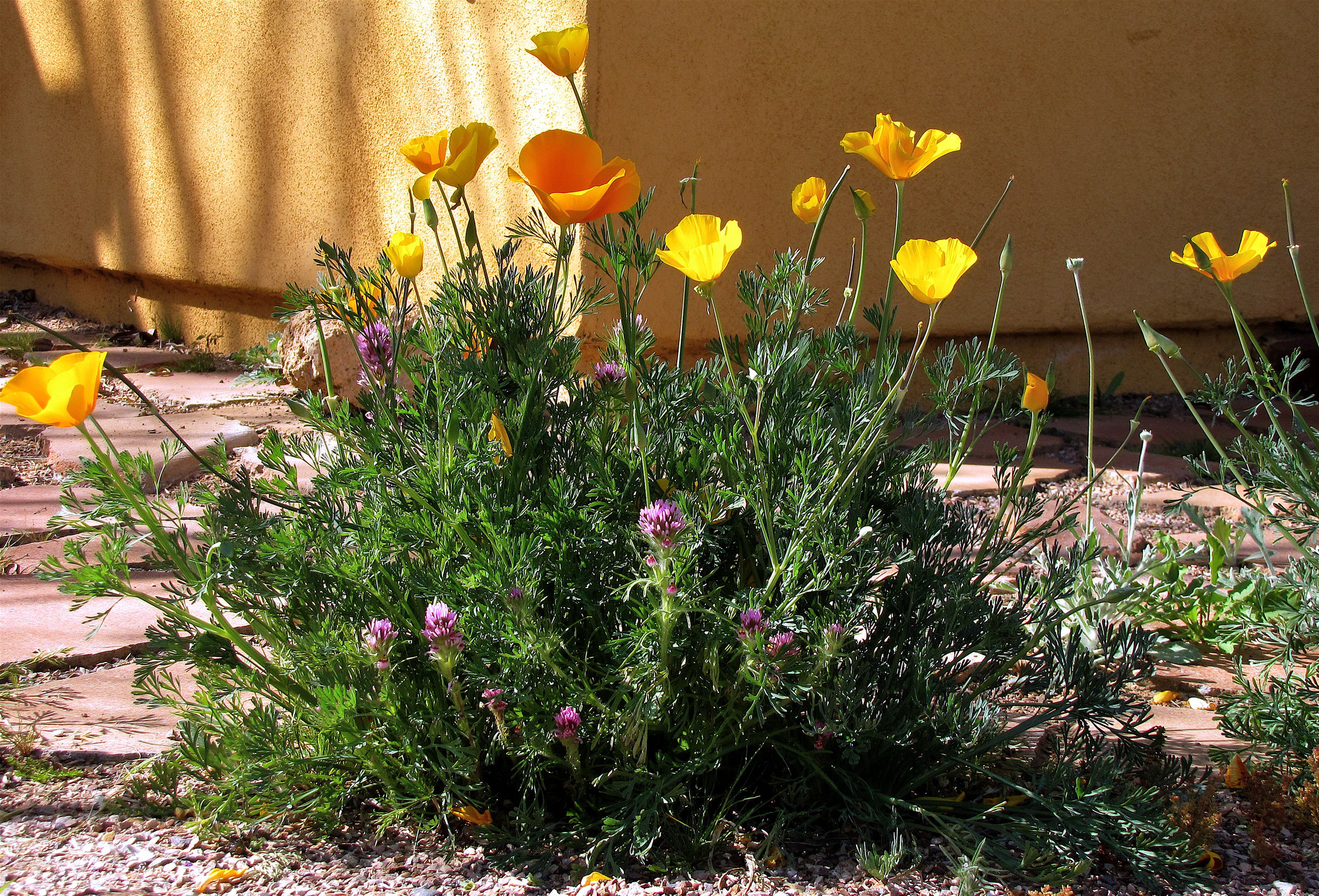 Your March Landscape Watering Reminder