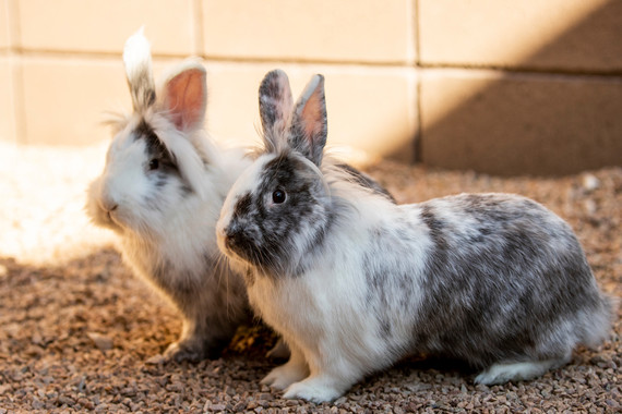 Deadly rabbit disease hitting Southern Arizona
