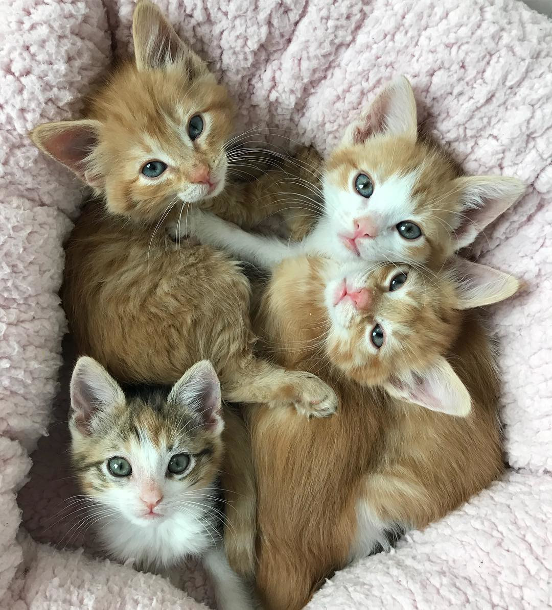 Pima Animal Care Center hosting ‘Kitmas in July’ adoption event July 16