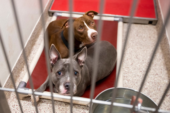 Pima Animal Care to take in nearly two dozen dogs from overwhelmed ...