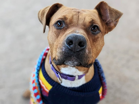PACC promotes adoptions across Pima County during National Adoption Weekend
