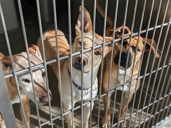 PACC offering $100 incentive for first 100 dogs going to rescue, foster ...