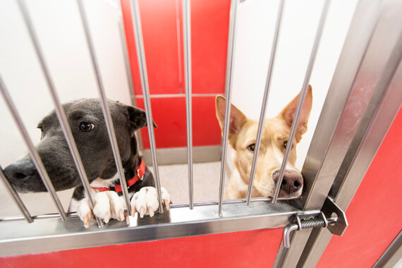 PACC takes in multi-species hoard of 54 animals