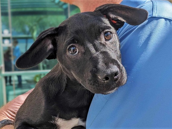 Pima Animal Care seeking puppy adopters
