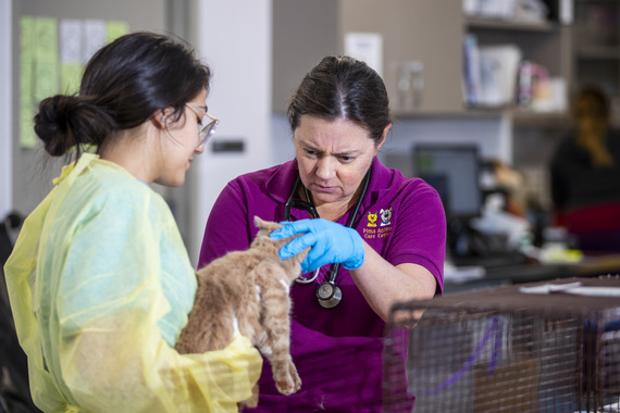 PACC hosting free community cat spay/neuter event ahead of kitten season