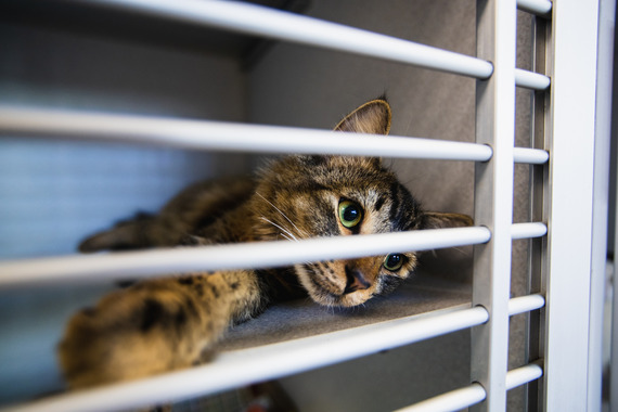 PACC takes in 20 ill cats, needs adopters and fosters