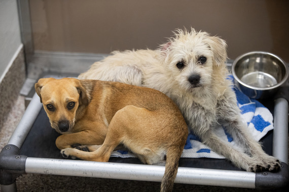 PACC impounds 88 dogs from a single home
