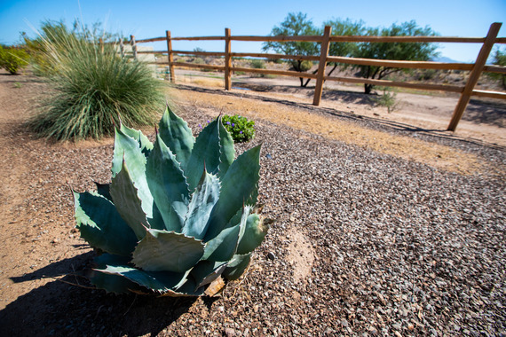 The November 2024 Roundup from Historic Canoa Ranch