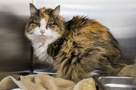 PACC impounds nearly 100 animals from single property