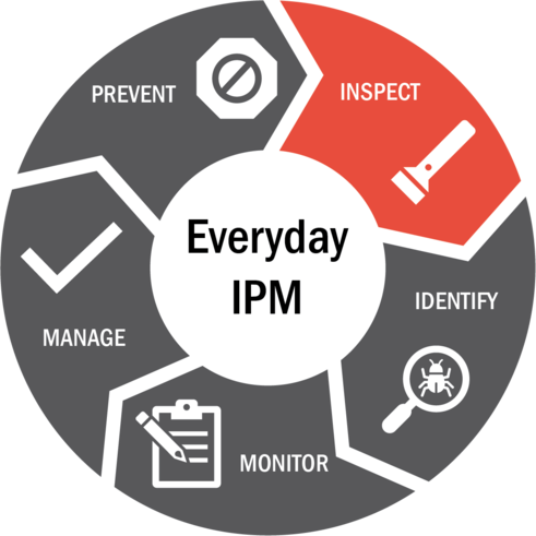 Pest Inspection: Everyday IPM in Child Care Programs