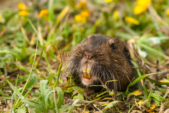 Gopher Integrated Pest Management at Schools