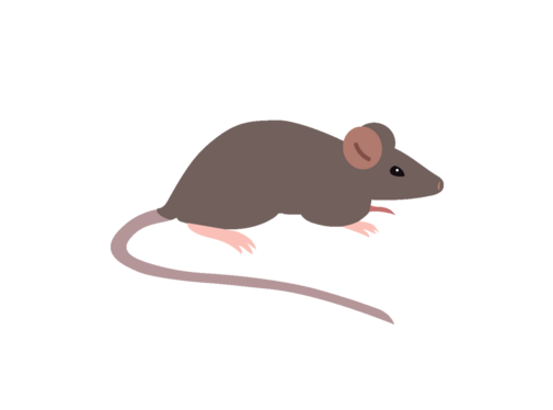 Choose IPM: Managing Rodents