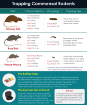 Choose IPM: Managing Rodents