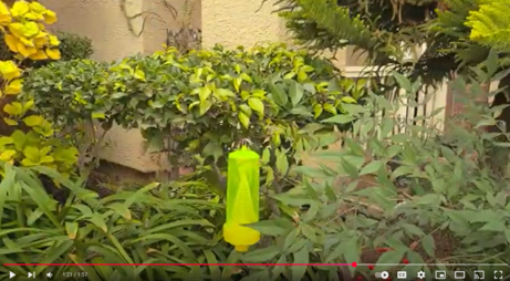 Choose IPM: Managing Wasps