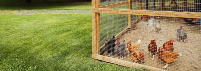 Join SR Rec & Parks for City Sluggers T-Ball, Backyard Chickens, St ...