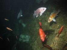 CDFW Marine Management News Blog Update: CDFW Wants Your Input on New ...