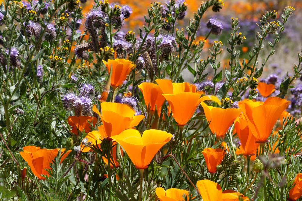 California State Parks: Weekly Digest - April 26, 2024