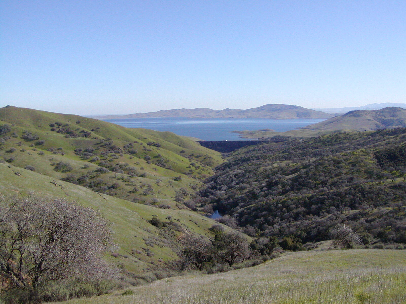 CDFW Taking Applications for Opening Weekend Deer and Pig Hunting ...